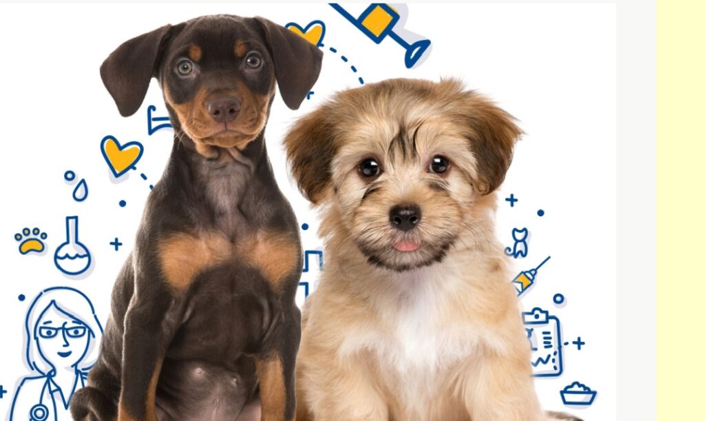 Pet Vaccination | SUPERIOR ANIMAL CLINIC