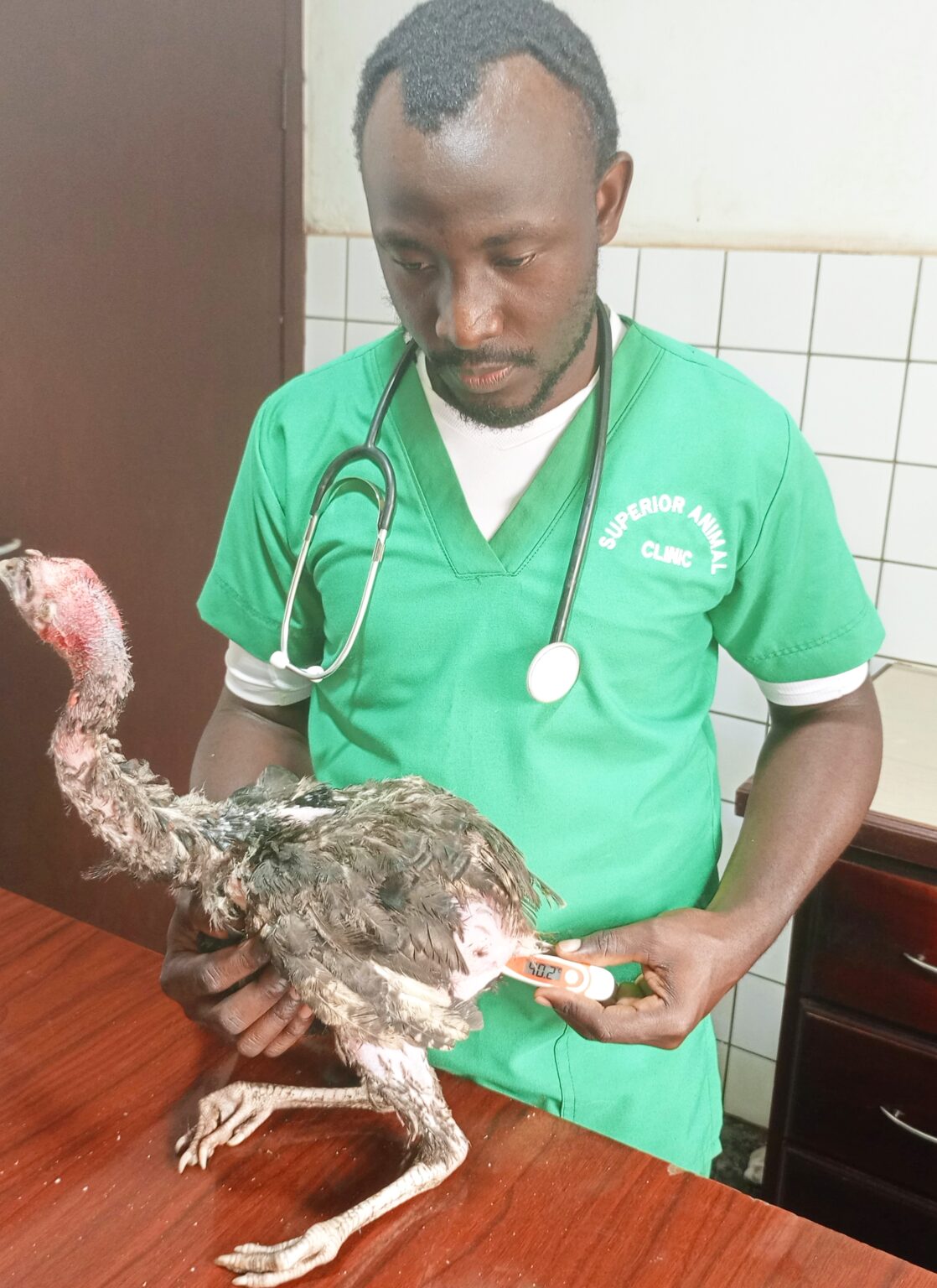 What Are The Causes Of Crooked Toes In Turkeys? | Turkeys SUPERIOR ...