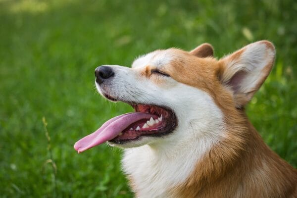 Adopting vs. Buying a Dog: A Comprehensive Comparison. | Dogs SUPERIOR ...