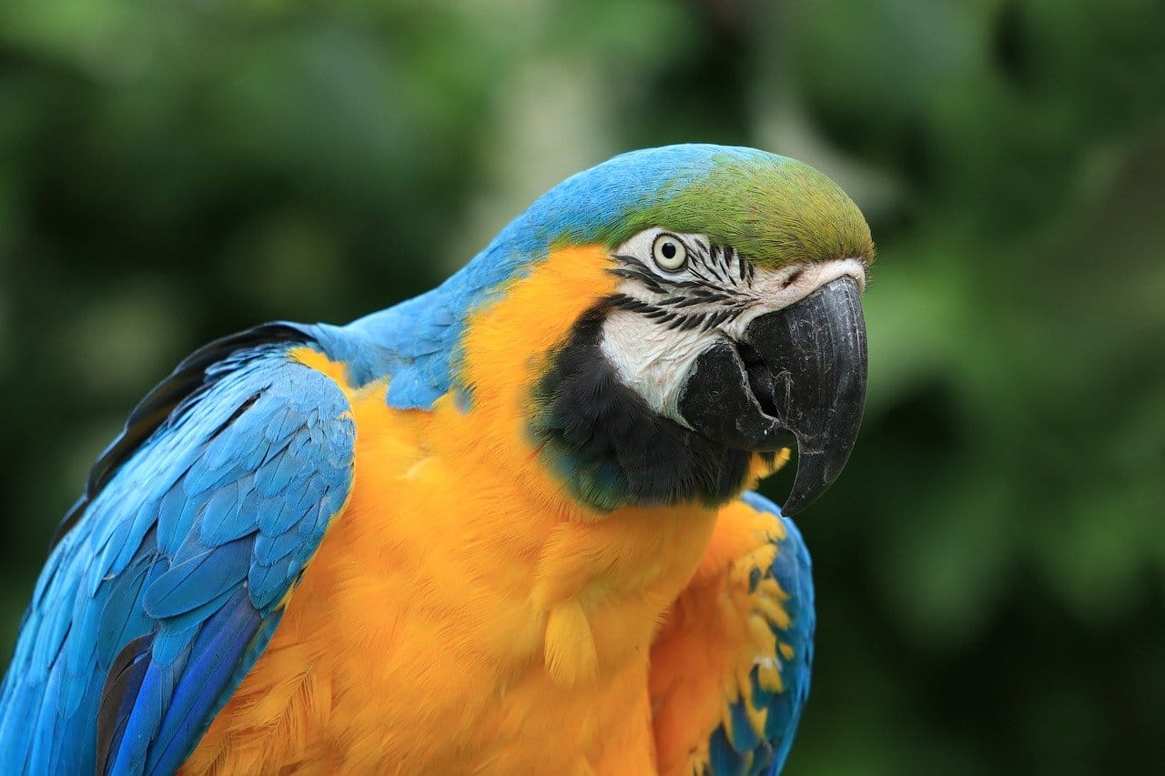 Wobbling (staggering) in parrots causes and treatment. | Parrots ...