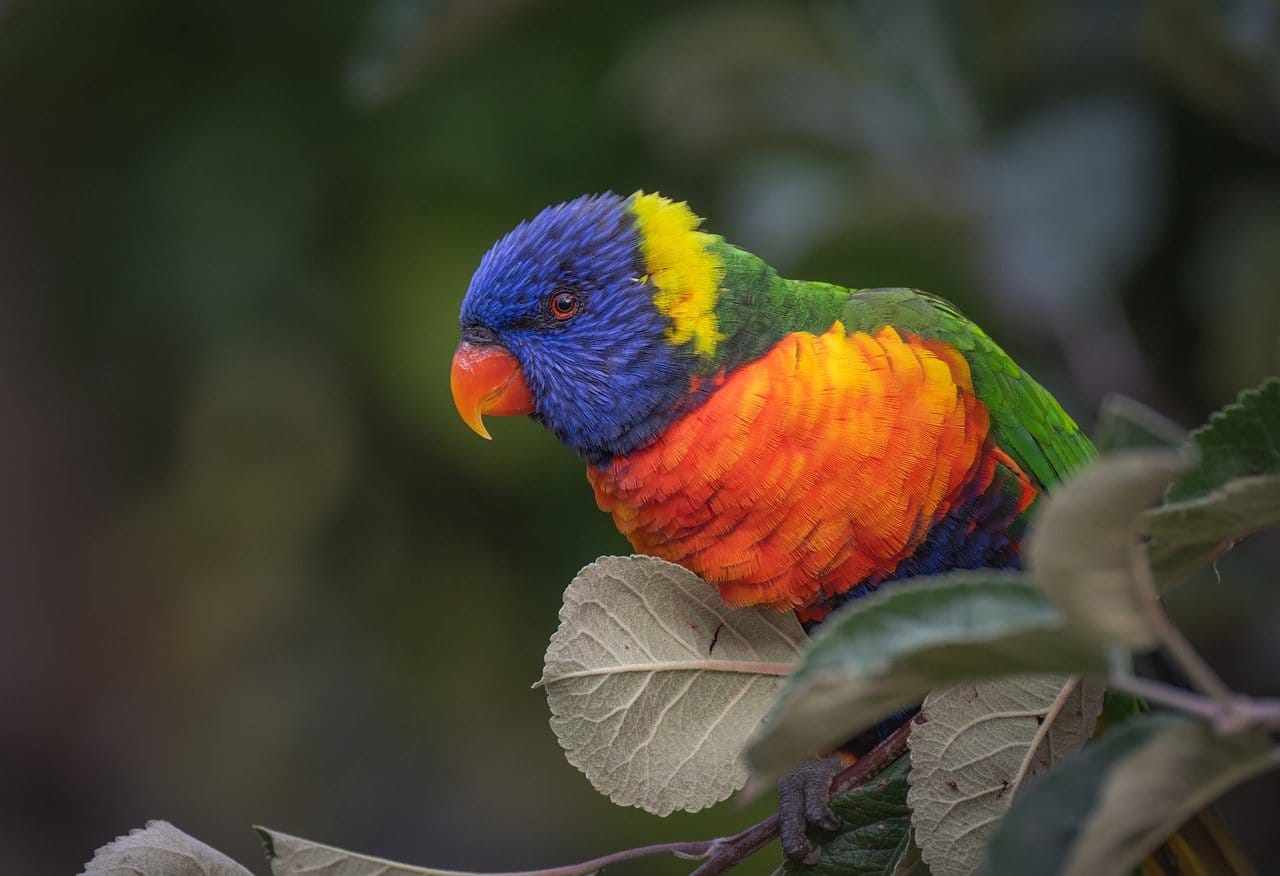 Why is my parrot limping? | Parrots SUPERIOR ANIMAL CLINIC