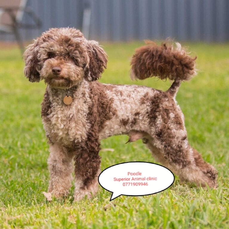 Common Dog Breeds in Uganda with Prices and Where to Find Them in Kampala | Dogs SUPERIOR ANIMAL ...