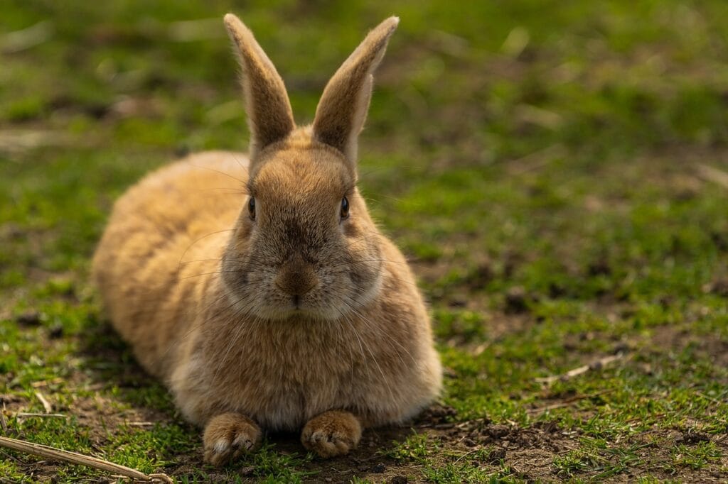Why is my rabbit losing its fur? | Rabbits SUPERIOR ANIMAL CLINIC