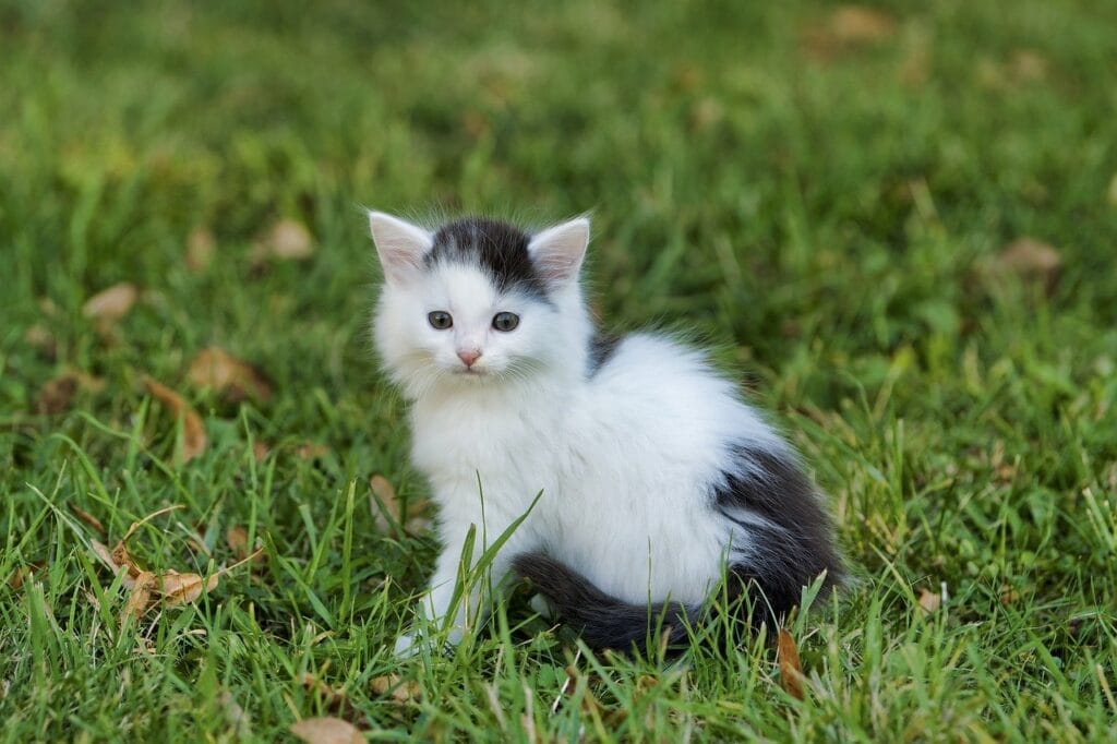 What does the cat do the whole day? | Cats SUPERIOR ANIMAL CLINIC