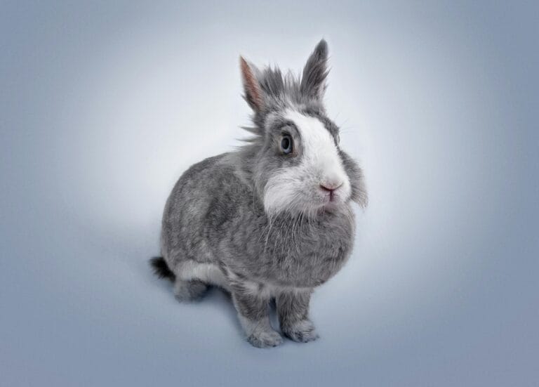 BLOAT IN RABBITS: Causes And Treatment | SUPERIOR ANIMAL CLINIC