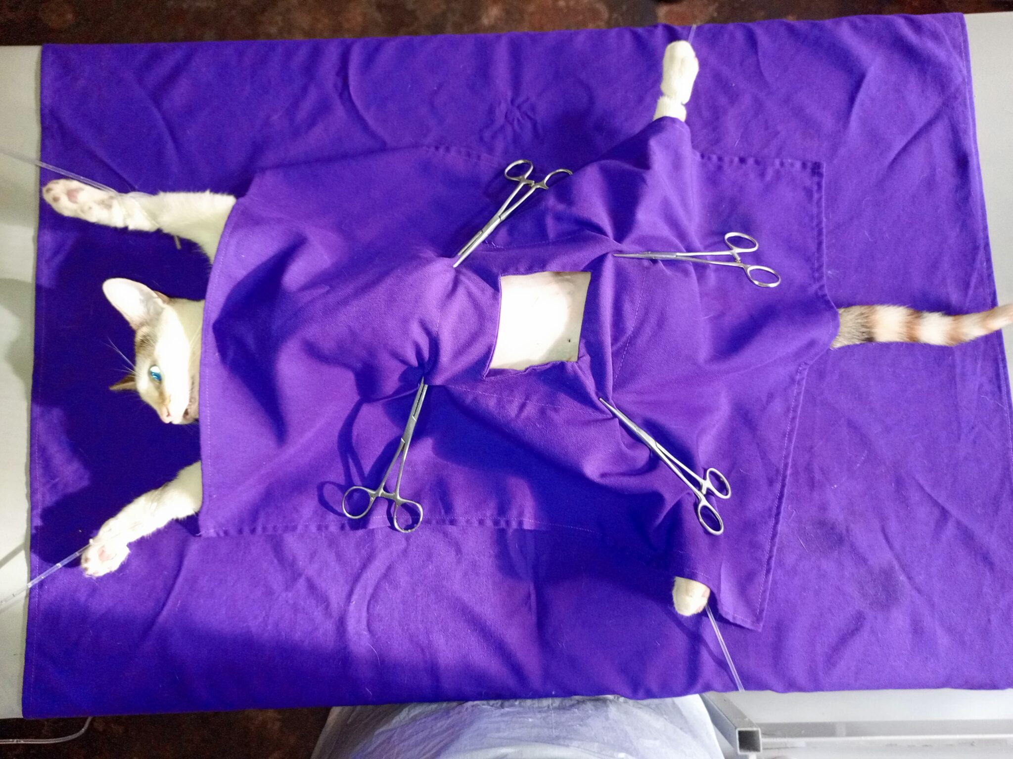 Cat C-Section | SUPERIOR ANIMAL CLINIC