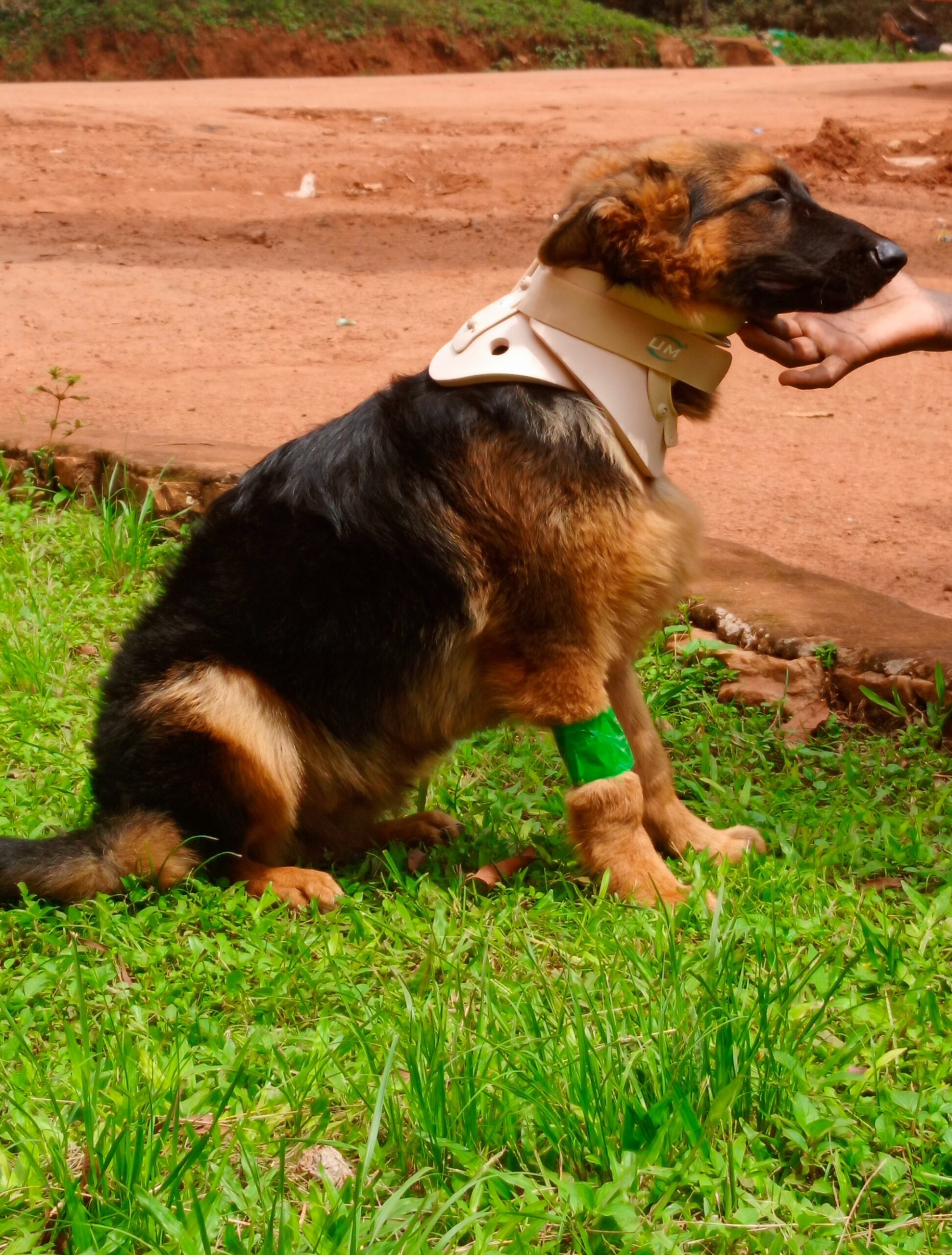 Rabies Tests for Dogs and Cats in Kampala, Uganda: What Every Pet Owner ...