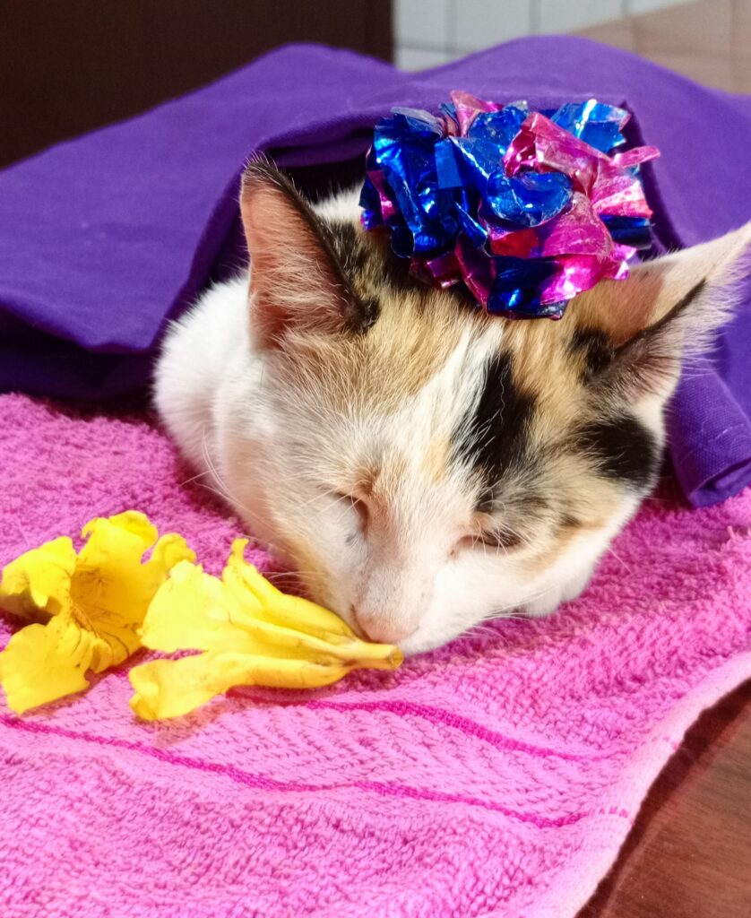 Cat Euthanasia in Kampala: A Compassionate Guide from Superior Animal ...